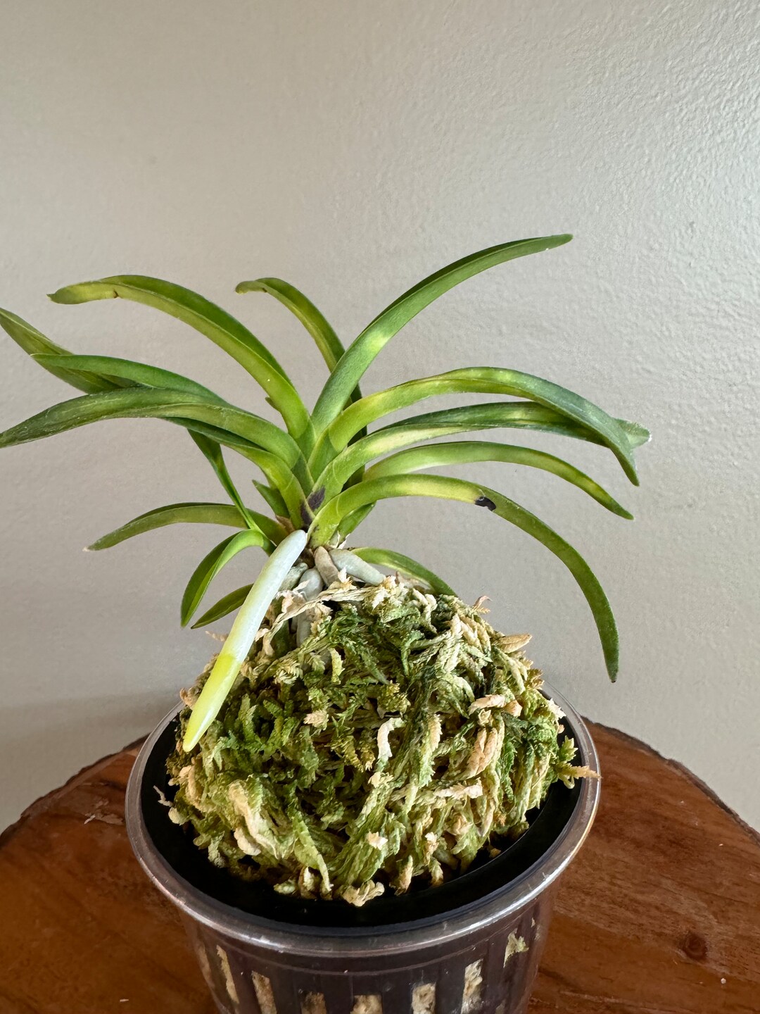 Neofinetia Falcata Jitsugekko 日月光/orchid/vanda/variegated Leaf/fragrant ...