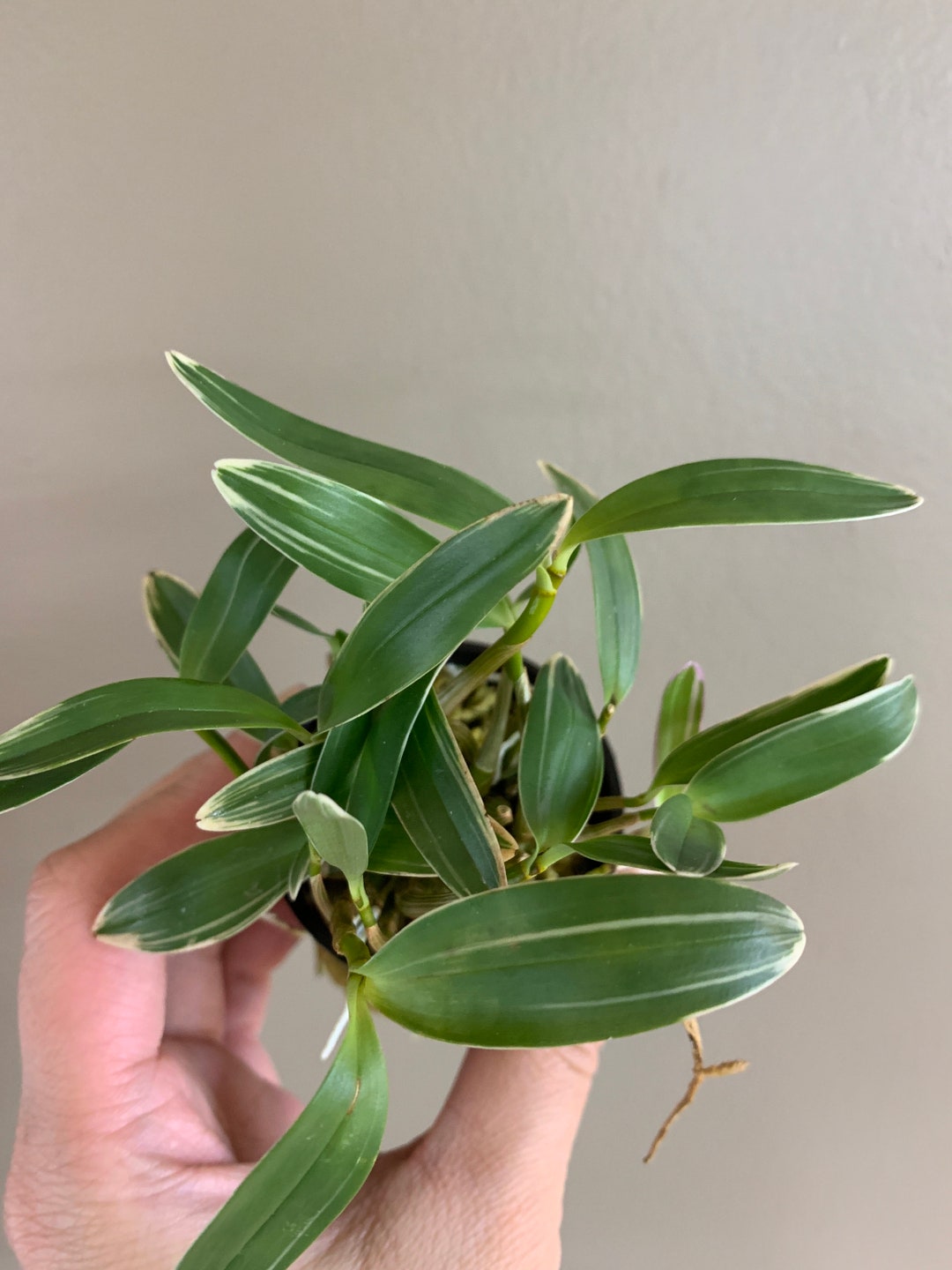 Dendrobium kingianum Taegeukseon 太極仙/Orchidée - Etsy France