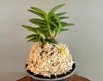 Neofinetia Falcata Higashidemiyako 東出都/orchid/vanda/miniature/fragrant ...