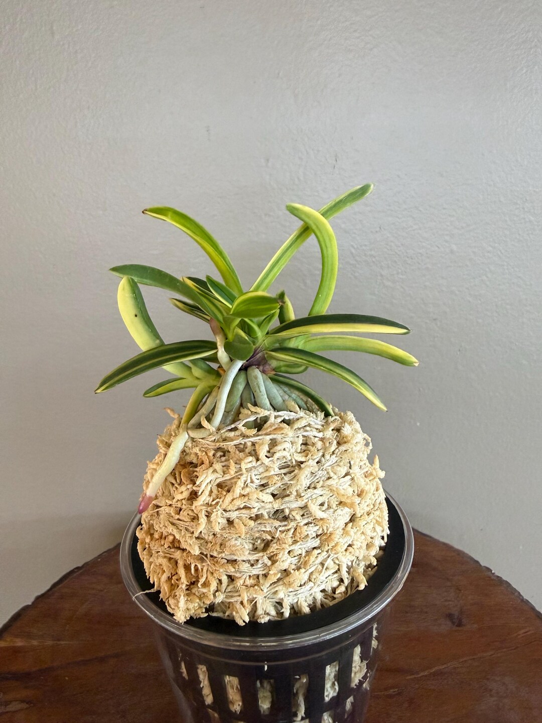 Neofinetia Falcata Fugaku 富嶽/orchid/vanda/fragrant/miniature/variegated ...