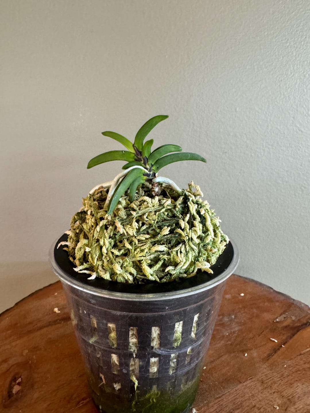 Neofinetia Falcata Seto No Tsurugi 瀨戶之劍/orchid/vanda/fragrant/miniature ...