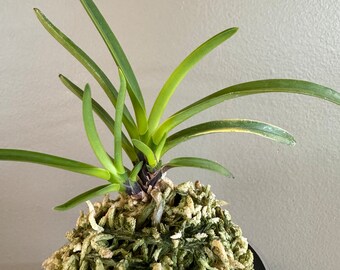 Neofinetia Falcata Onami Seikai 大波青海/orchid/vanda/fragrant/miniature - Etsy