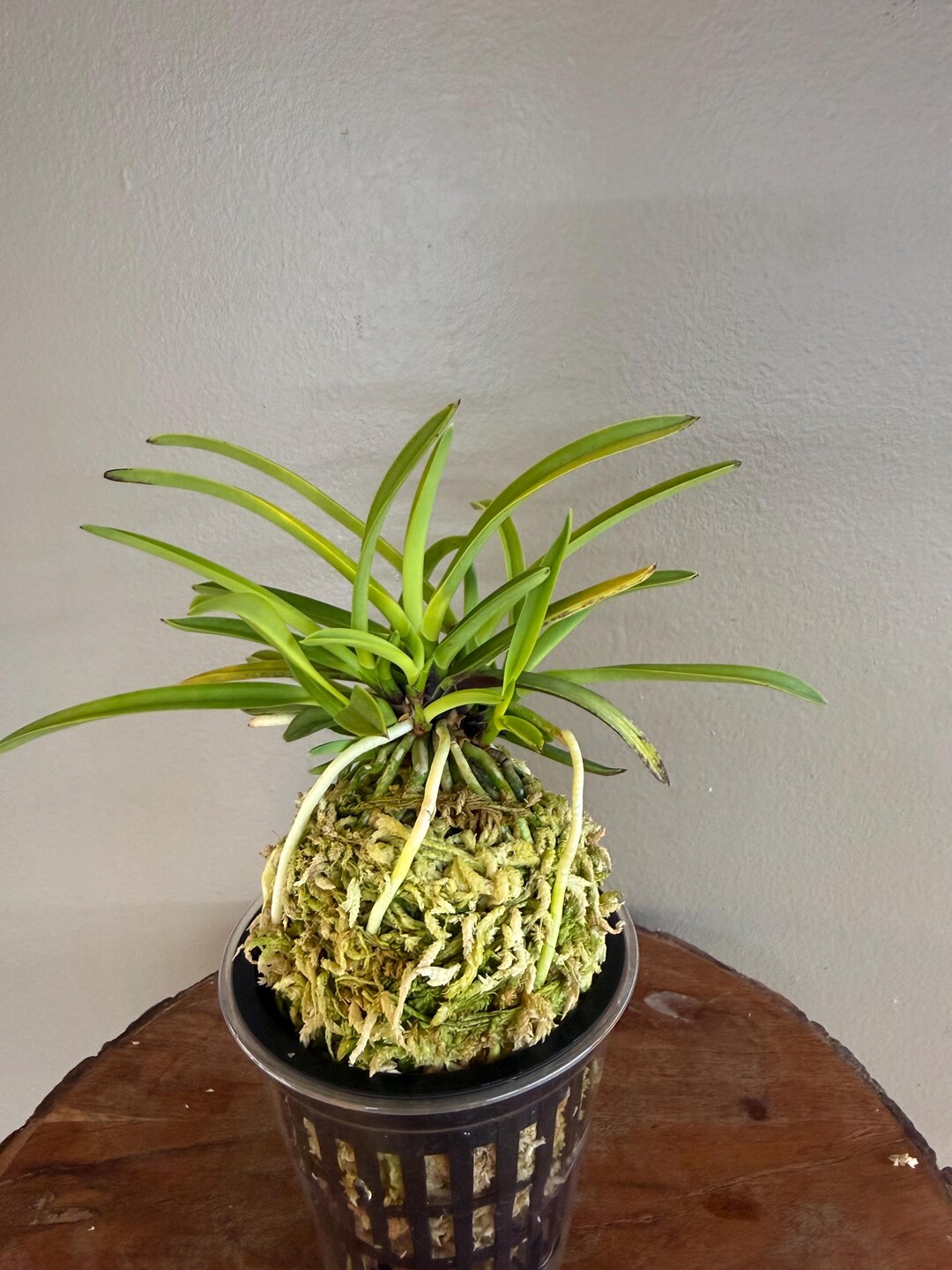 Neofinetia Falcata Hanagoromo 花衣/orchid/vanda/fragrant/miniature ...