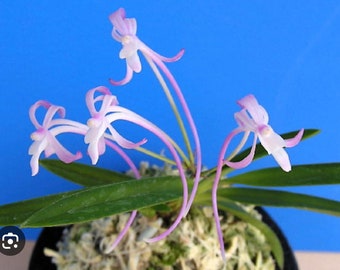 Neofinetia Falcata Higashidemiyako 東出都/orchid/vanda/miniature/fragrant ...