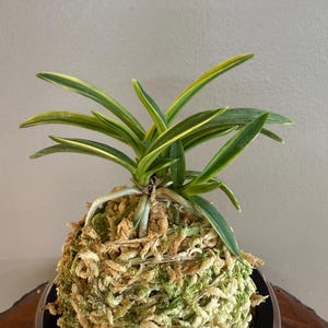 Neofinetia Falcata Fugaku 富嶽/orchid/vanda/fragrant/miniature/variegated ...