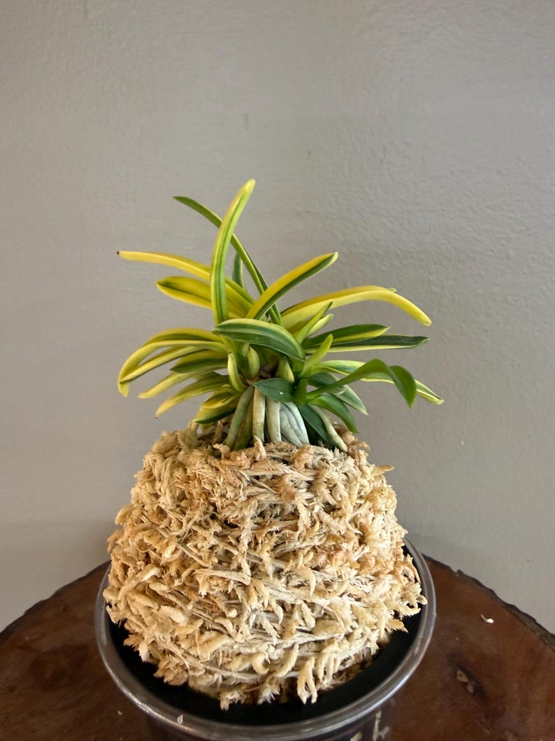 Neofinetia Falcata Fugaku 富嶽/orchid/vanda/fragrant/miniature/variegated ...