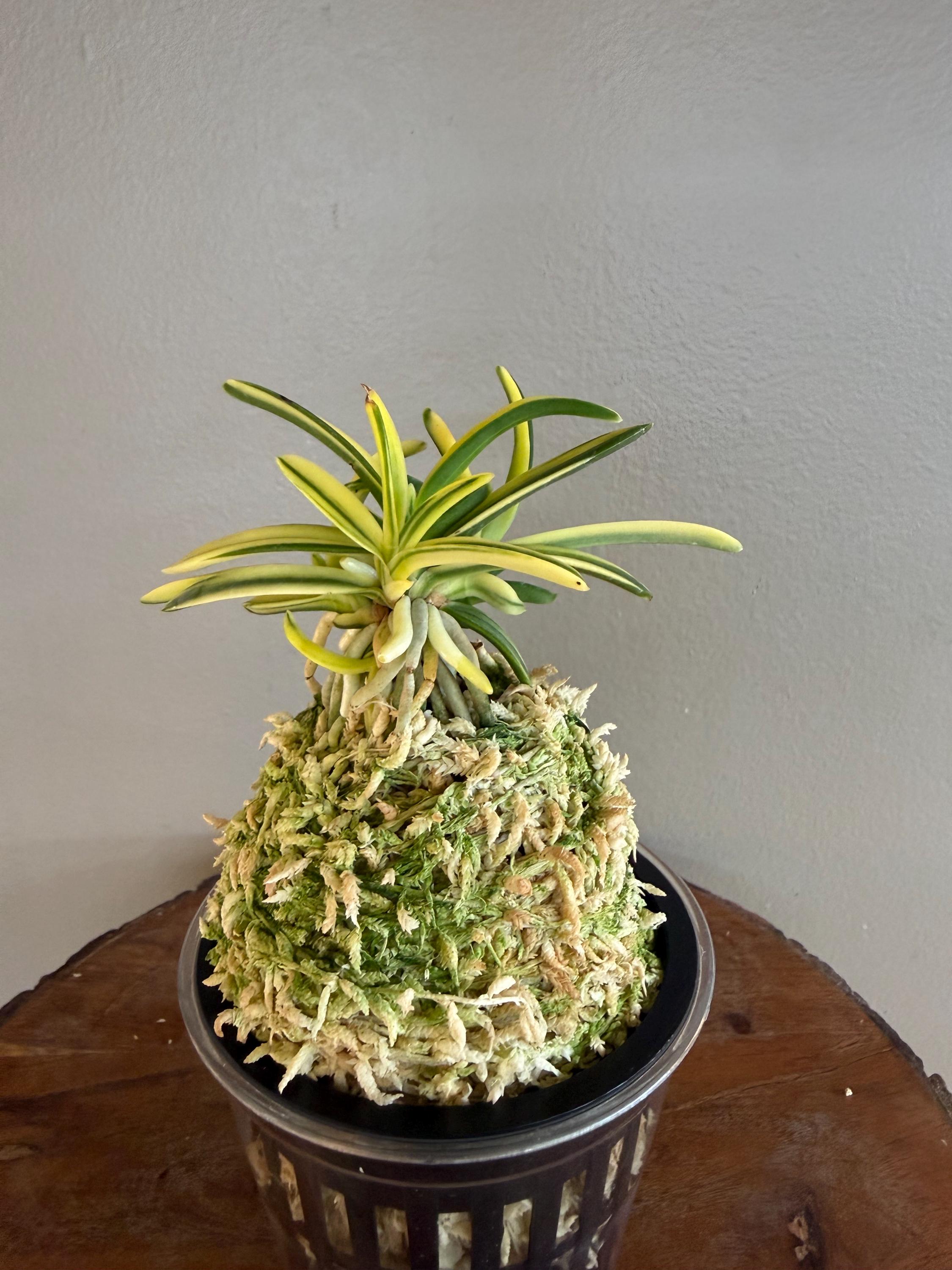 Neofinetia Falcata Fugaku 富嶽/orchid/vanda/fragrant/miniature/variegated ...