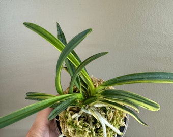 Neofinetia Falcata Yeonhong 戀紅/orchid/vanda/fragrant/miniature - Etsy