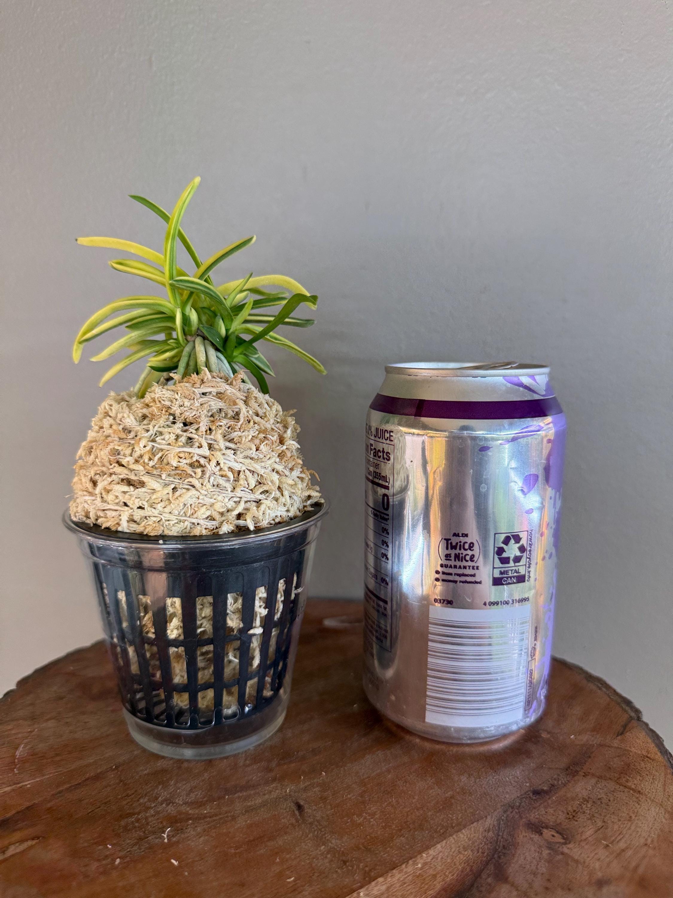 Neofinetia Falcata Fugaku 富嶽/orchid/vanda/fragrant/miniature/variegated ...
