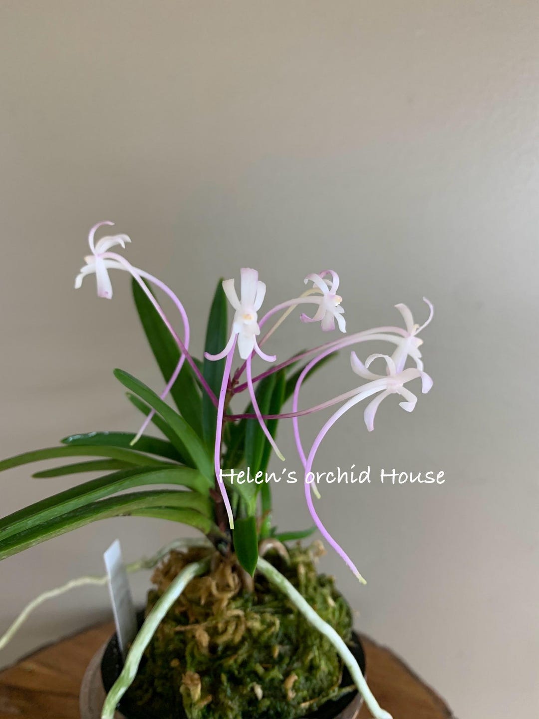 Neofinetia Falcata Juyeong 朱影/orchid/vanda/fragrant/miniature - Etsy