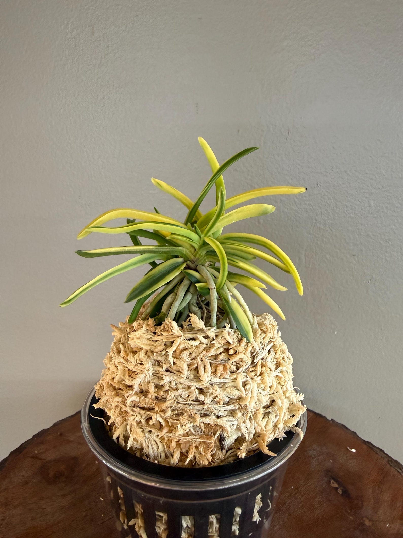 Neofinetia Falcata Fugaku 富嶽/orchid/vanda/fragrant/miniature/variegated ...