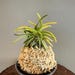 Neofinetia Falcata Fugaku 富嶽/orchid/vanda/fragrant/miniature/variegated ...