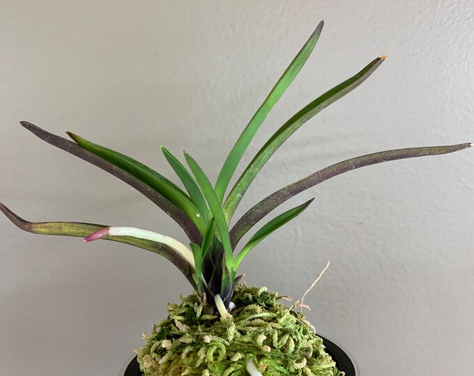 Neofinetia Falcata Hokage 火影/orchid/vanda/variegated Leaf/fragrant ...