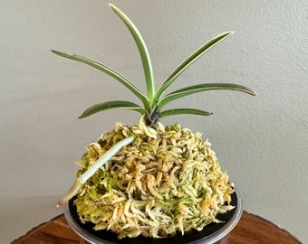 Neofinetia Falcata Raizan 雷山/orchid/vanda/fragrant/miniature - Etsy