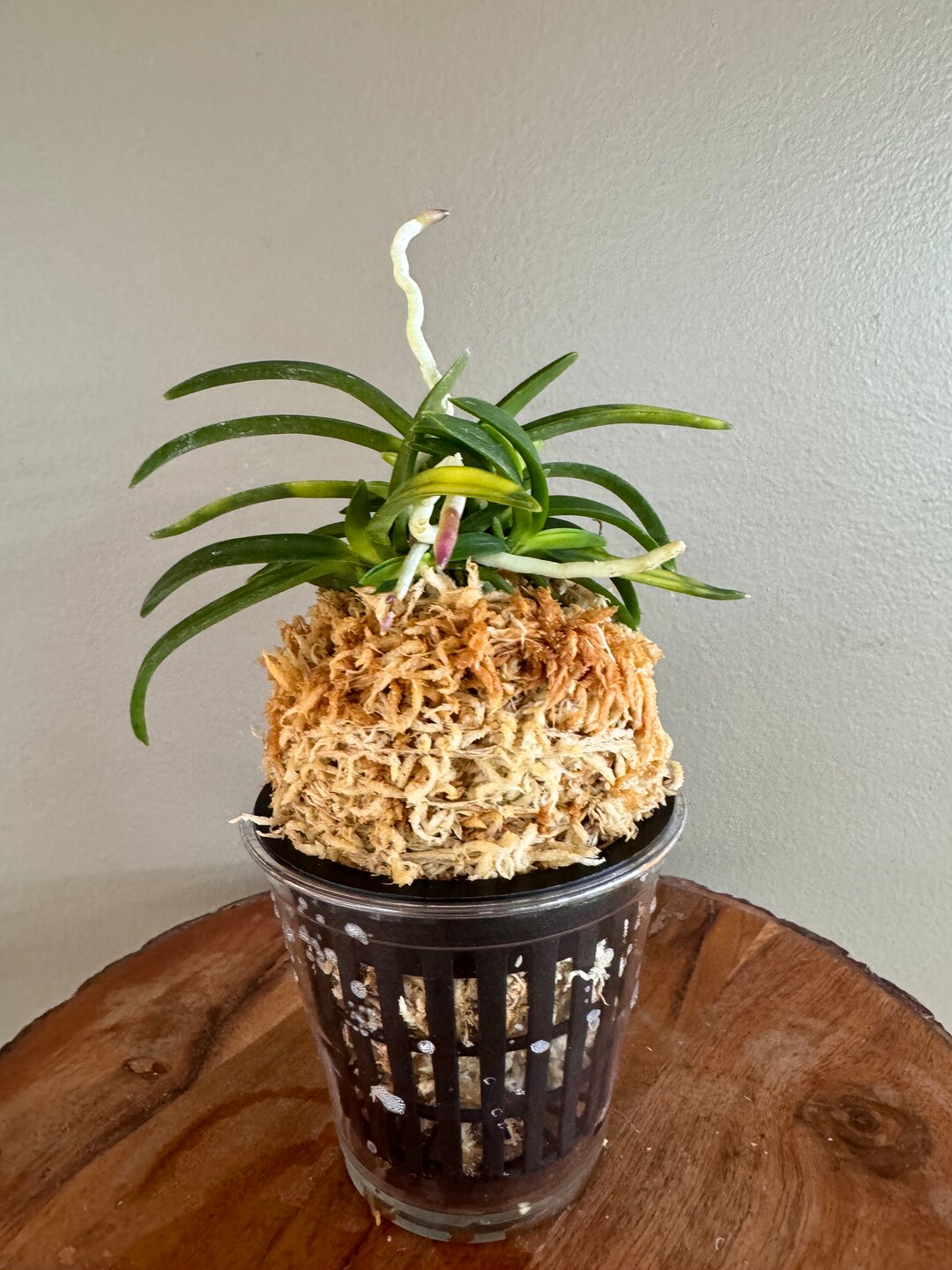 Neofinetia Falcata Setsuza 雪山/orchid/vanda/fragrant/miniature ...