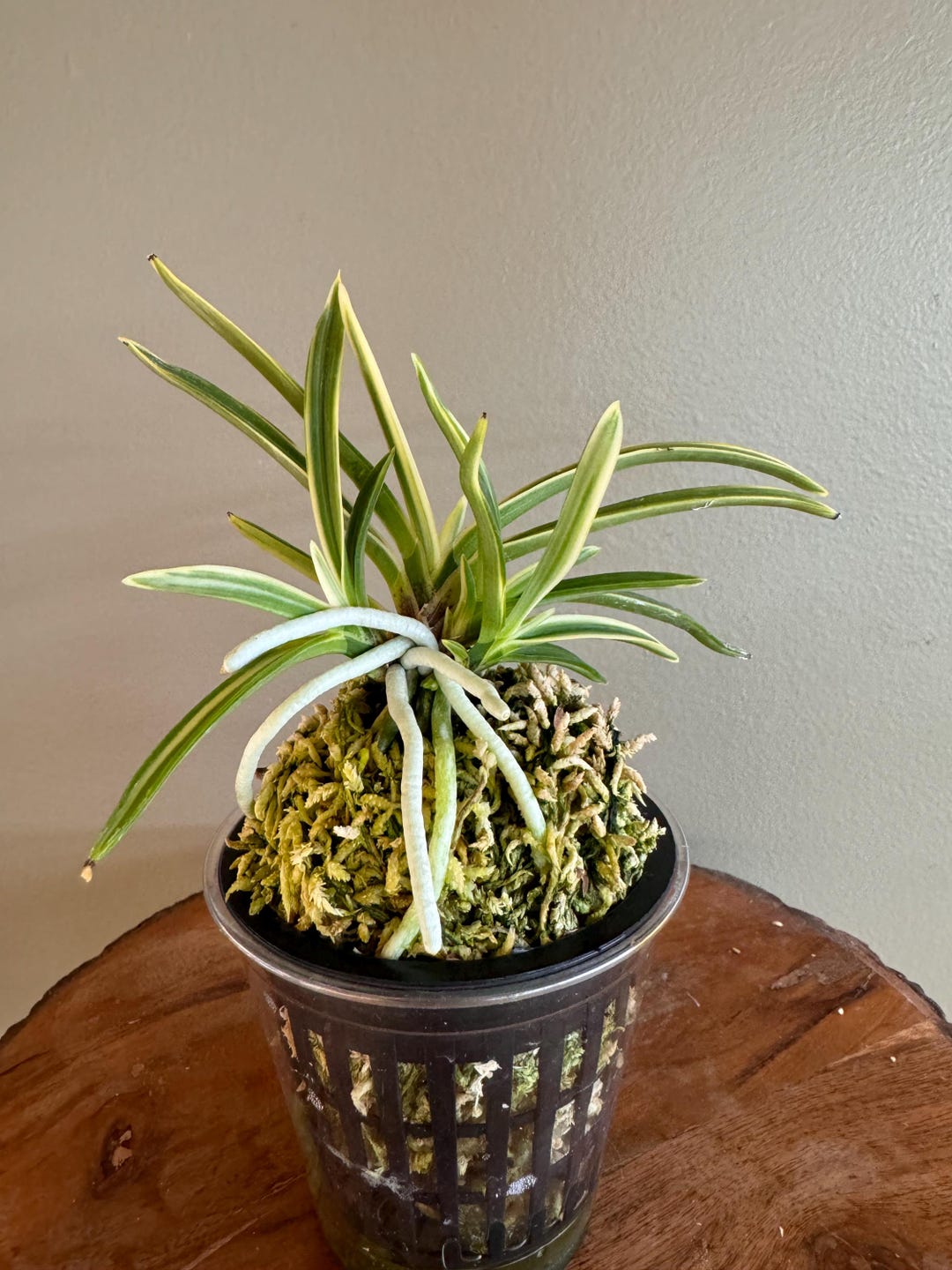 Neofinetia Falcata Gojo Fukurin 御城覆輪/orchid/vanda/fragrant/miniature ...