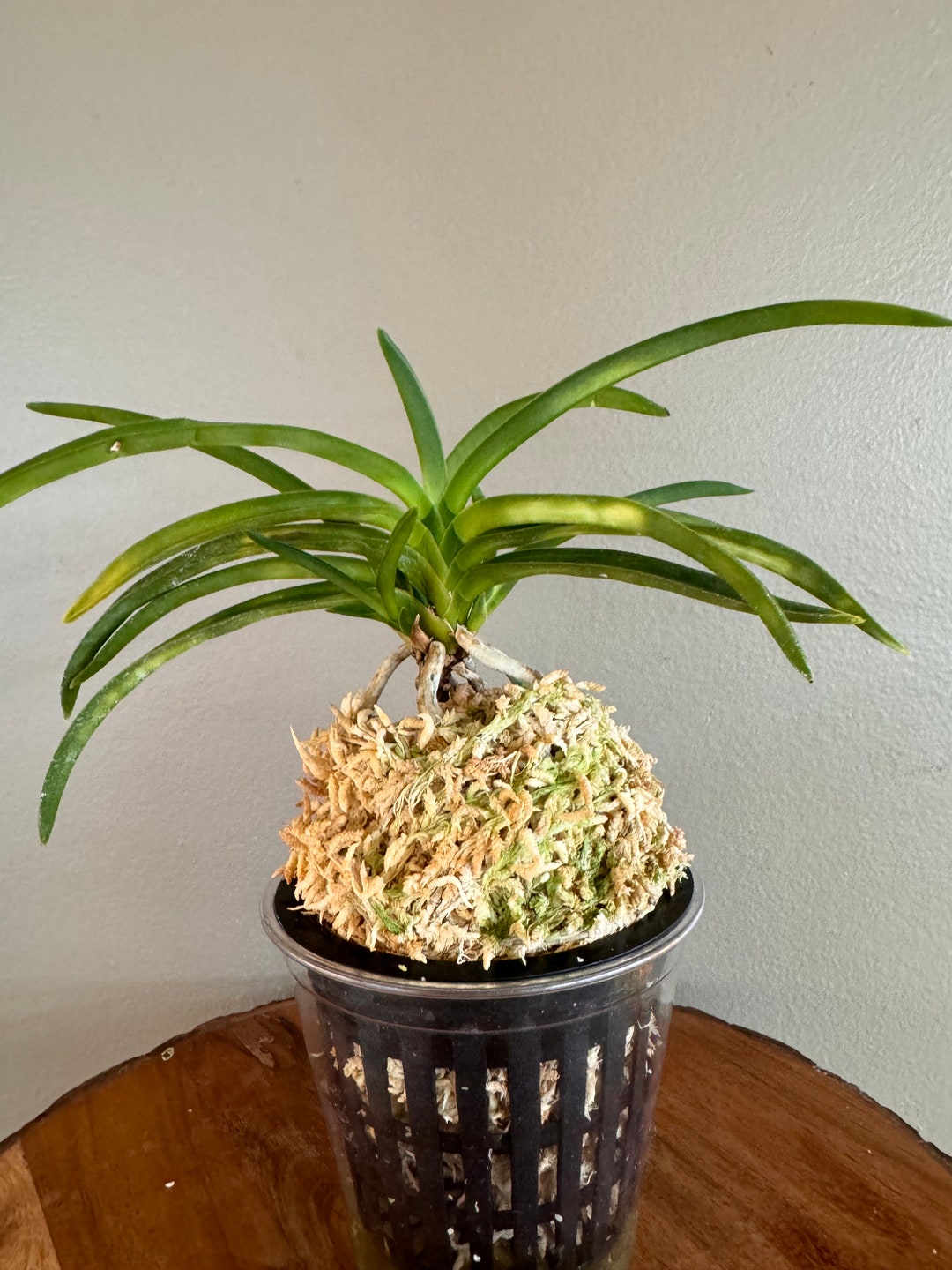 Neofinetia Falcata Jitsugekko 日月光/orchid/vanda/variegated Leaf/fragrant ...