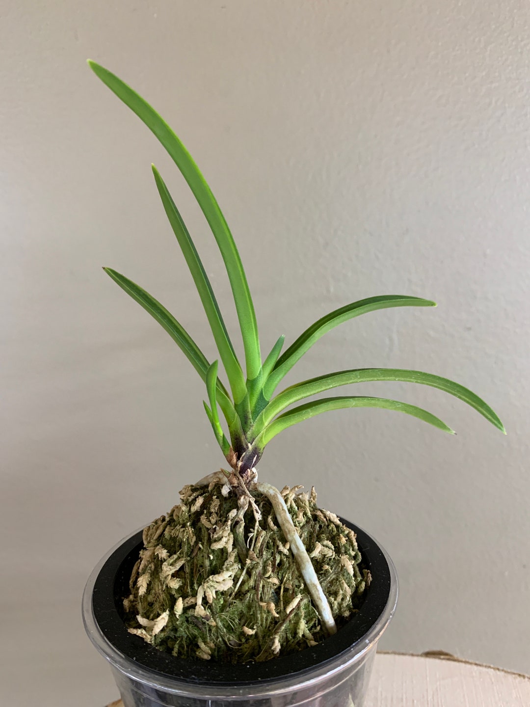 Neofinetia Falcata Asahiden 朝日殿/orchid/vanda/variegated - Etsy