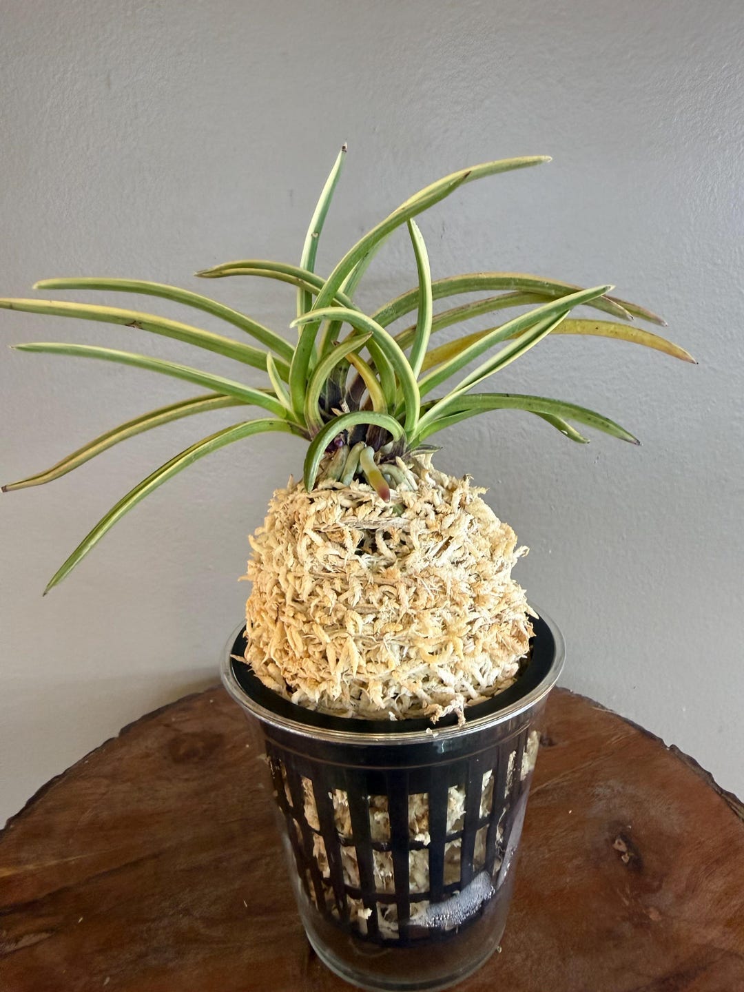 Neofinetia Falcata Higashidemiyako 東出都/orchid/vanda/miniature/fragrant ...