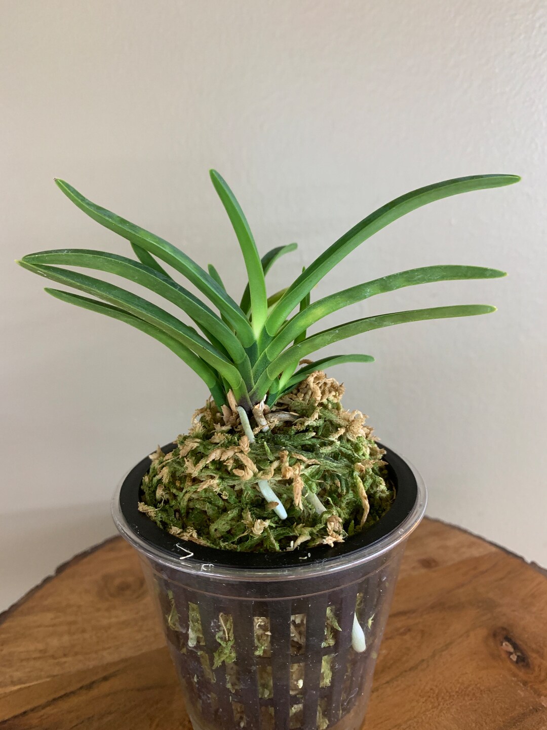 Neofinetia Falcata Benibotaru 紅蛍/orchid/vanda/fragrant/miniature ...