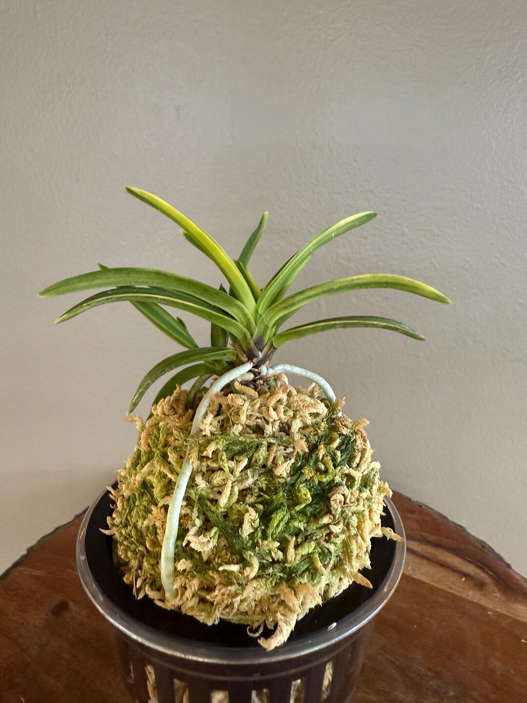 Neofinetia Falcata Fugaku 富嶽/orchid/vanda/fragrant/miniature/variegated ...