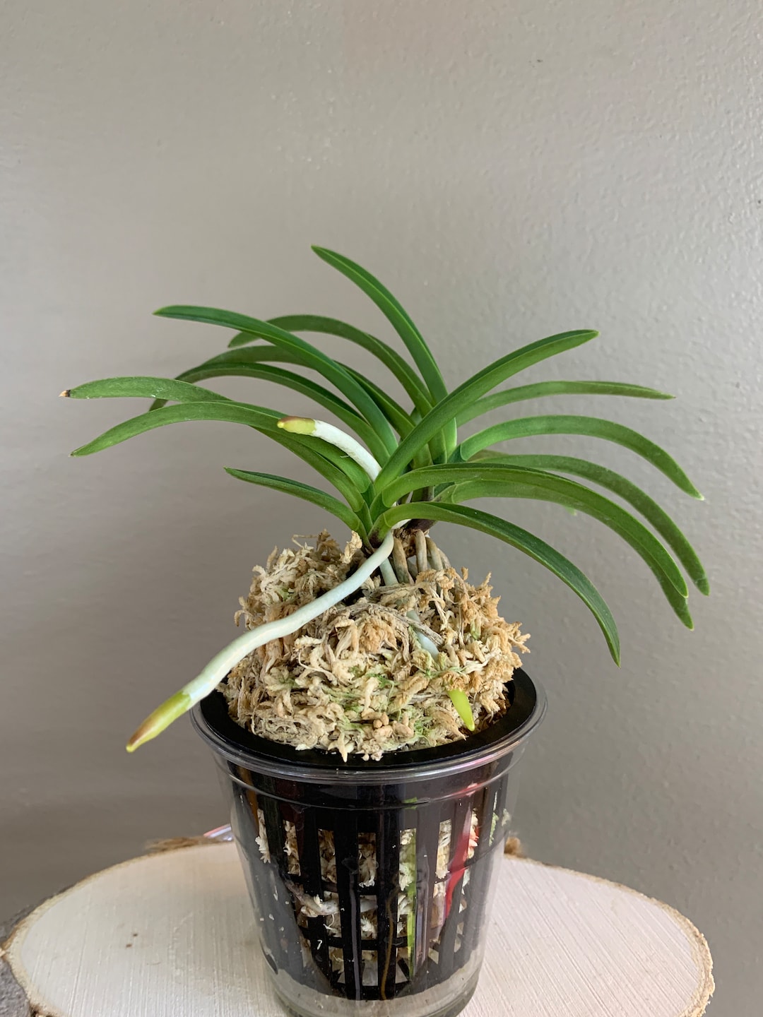Neofinetia Falcata Yeonhong 戀紅/orchid/vanda/fragrant/miniature - Etsy