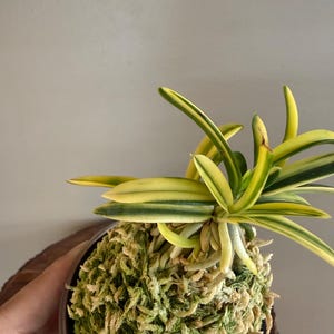 Neofinetia Falcata Fugaku 富嶽/orchid/vanda/fragrant/miniature/variegated ...