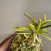 Neofinetia Falcata Fugaku 富嶽/orchid/vanda/fragrant/miniature/variegated ...