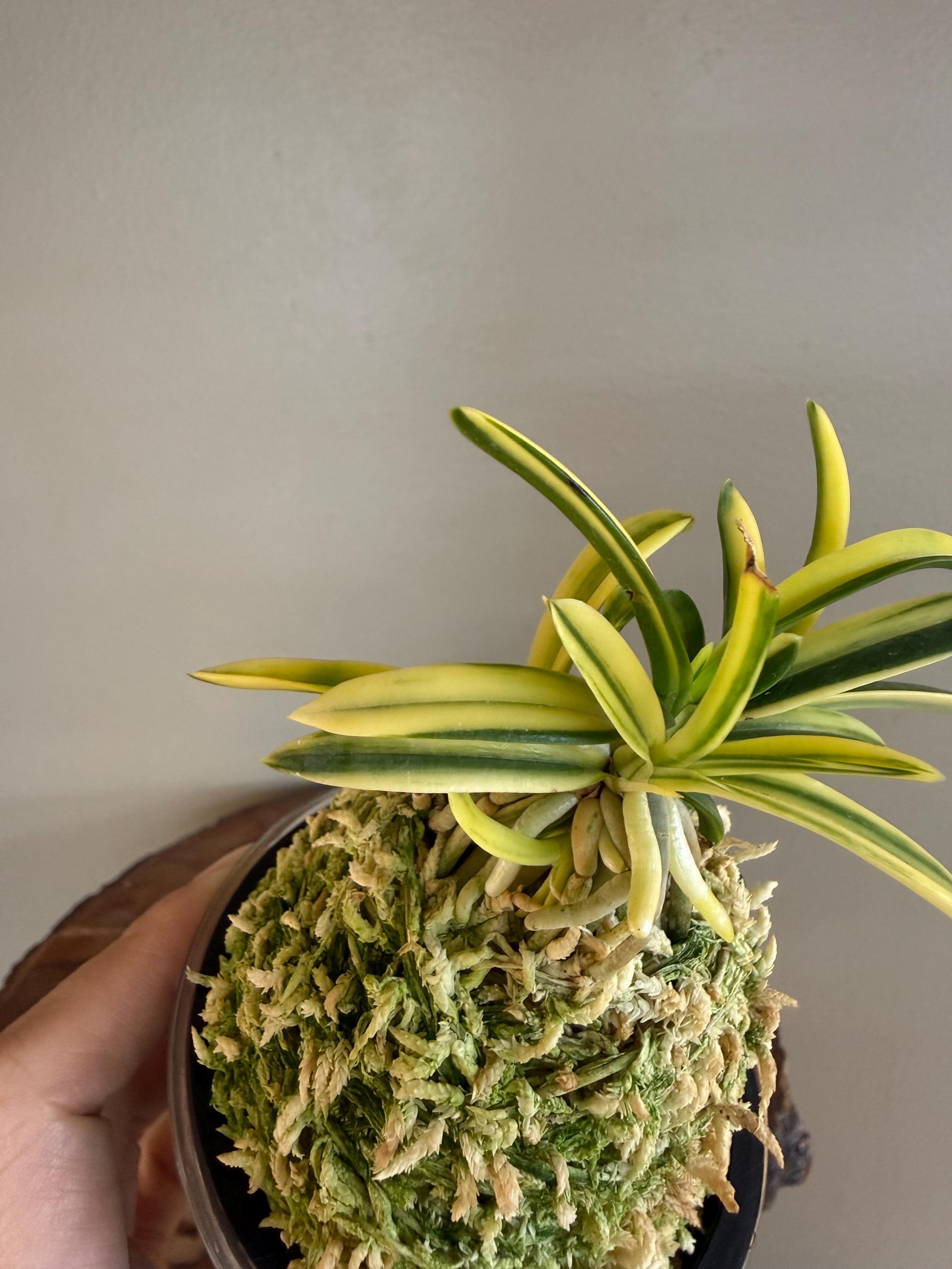 Neofinetia Falcata Fugaku 富嶽/orchid/vanda/fragrant/miniature/variegated ...