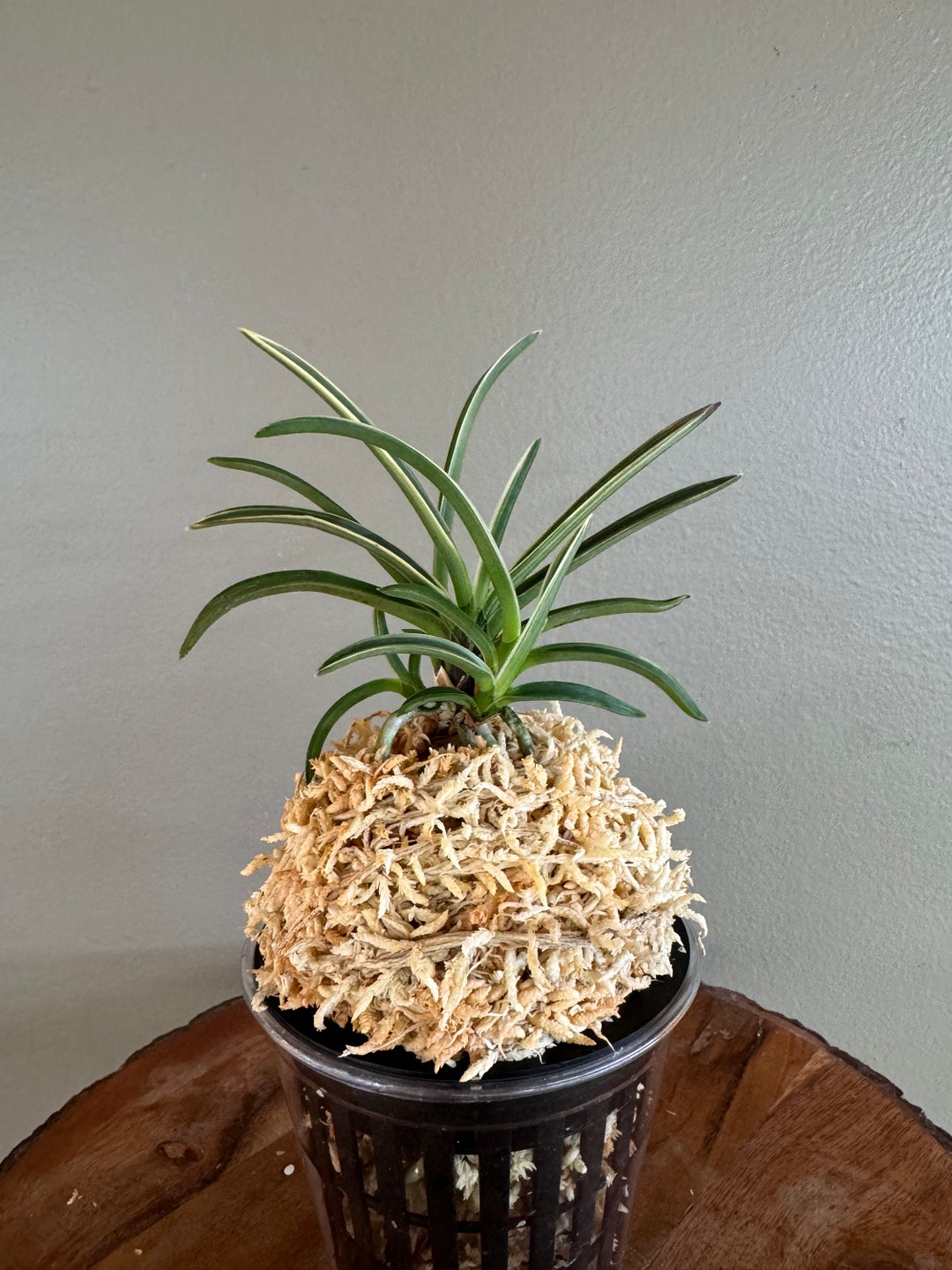 Neofinetia Falcata Higashidemiyako 東出都/orchid/vanda/miniature/fragrant ...