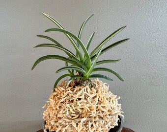 Neofinetia Falcata Gojo Fukurin 御城覆輪/orchid/vanda/fragrant/miniature ...