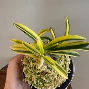 Neofinetia Falcata Fugaku 富嶽/orchid/vanda/fragrant/miniature/variegated ...