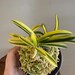 Neofinetia Falcata Fugaku 富嶽/orchid/vanda/fragrant/miniature/variegated ...