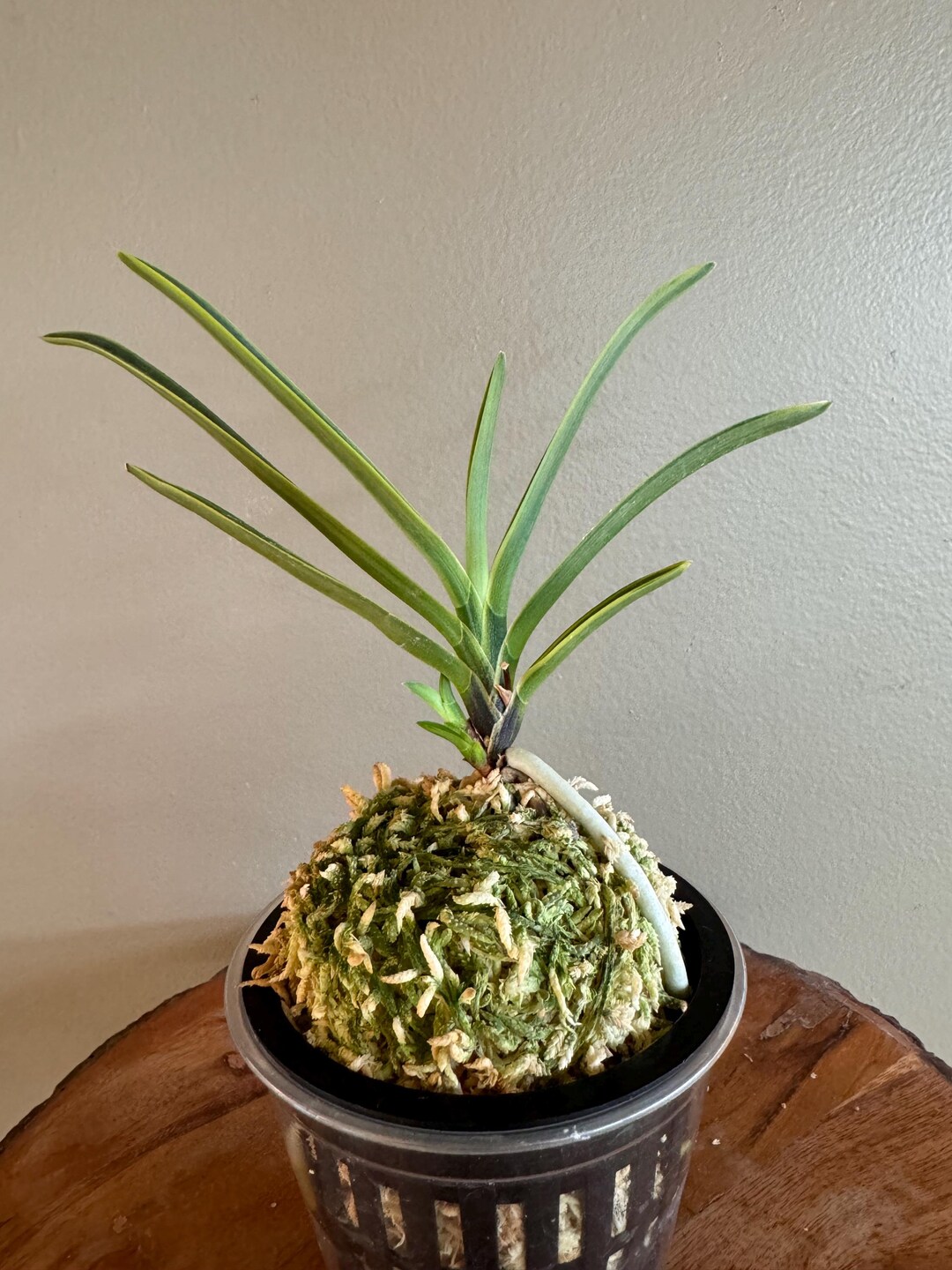 Neofinetia Falcata Choseiden 長生殿/orchid/vanda/fragrant/miniature ...