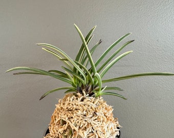 Neofinetia Falcata Higashidemiyako 東出都/orchid/vanda/miniature/fragrant ...