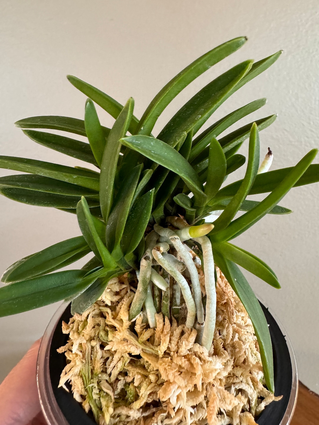 Neofinetia Falcata Tamakongo 玉金剛/orchid/vanda/bean Leaf/fragrant ...