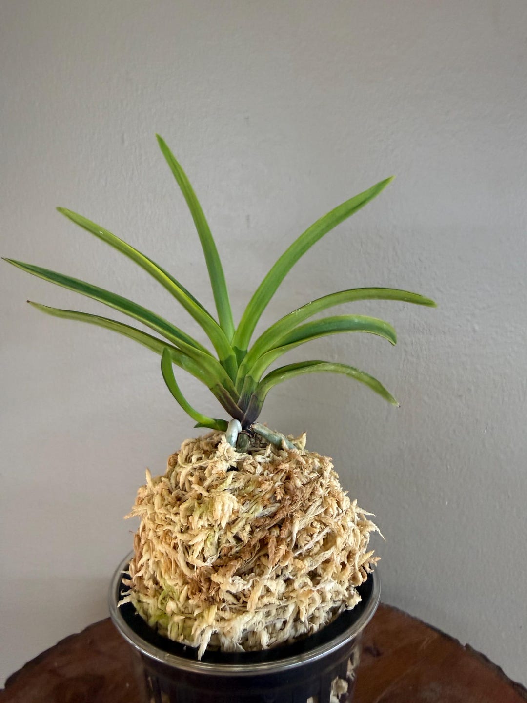 Neofinetia Falcata Suhong 琇紅/orchid/vanda/fragrant/miniature/variegated ...