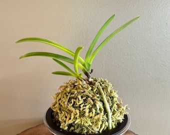 Neofinetia Falcata Kibana 黃花/orchid/vanda/fragrant/miniature - Etsy