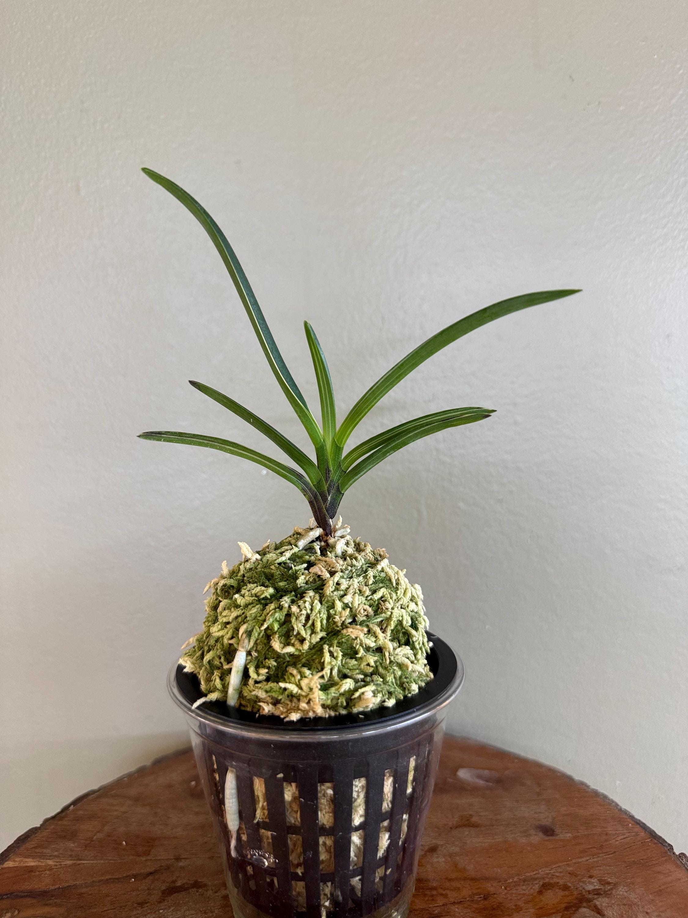 Neofinetia Falcata/hakuseiryu 伯青龍/orchid/vanda/fragrant/miniature ...