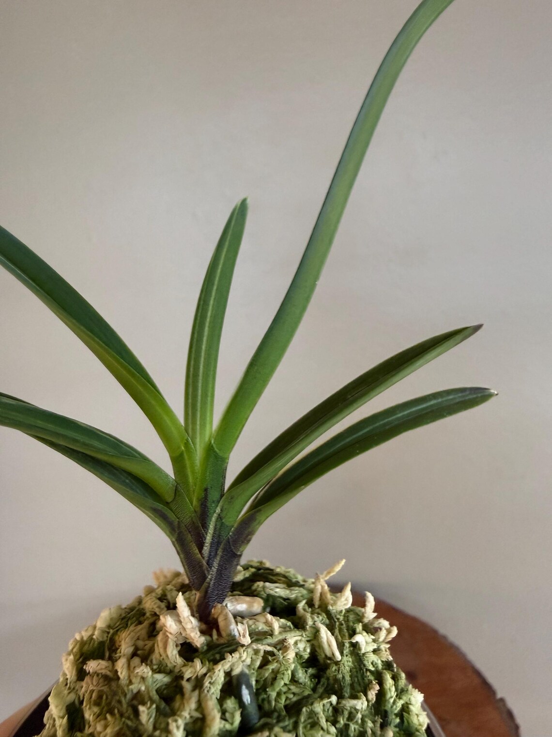 Neofinetia Falcata/hakuseiryu 伯青龍/orchid/vanda/fragrant/miniature ...