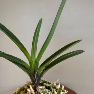 Neofinetia Falcata/hakuseiryu 伯青龍/orchid/vanda/fragrant/miniature ...
