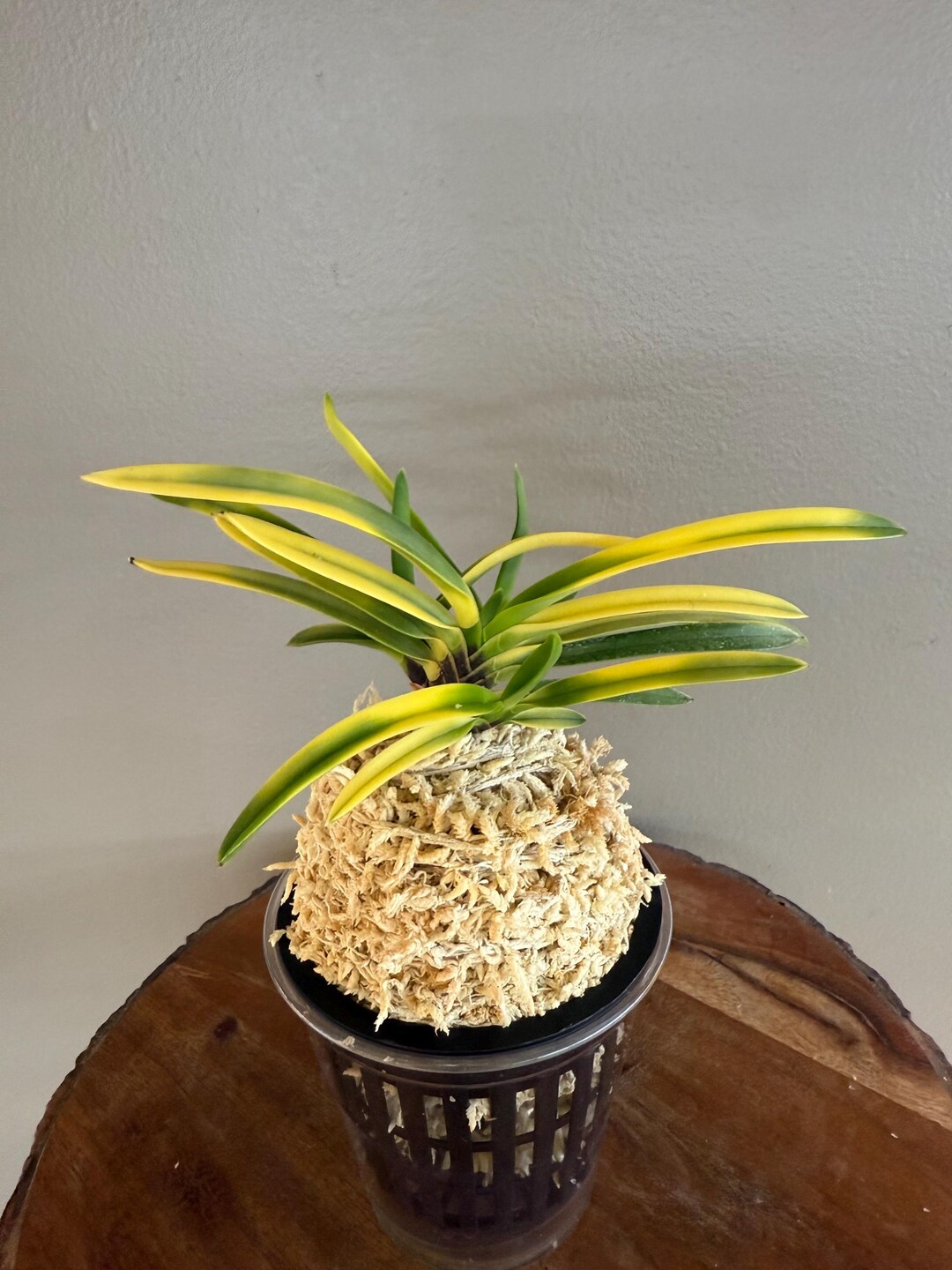 Neofinetia Falcata Hanagoromo 花衣/orchid/vanda/fragrant/miniature ...