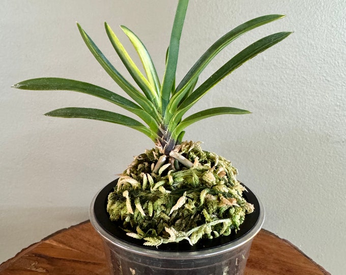 Neofinetia Falcata Shinkoto 新湖東/orchid/vanda/fragrant/miniature ...