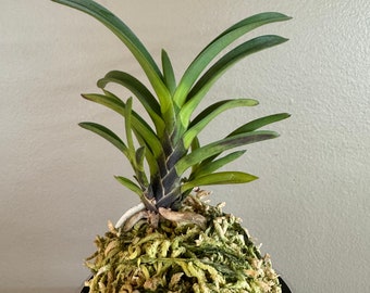 Neofinetia Falcata Raizan 雷山/orchid/vanda/fragrant/miniature - Etsy