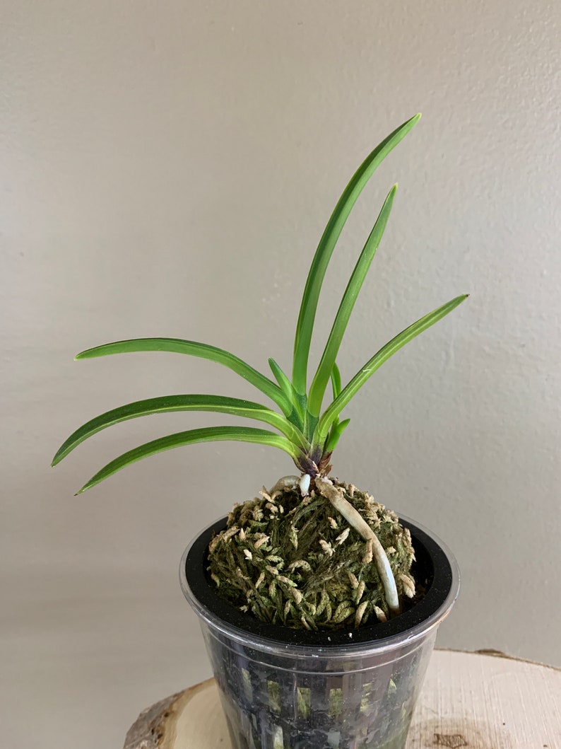Neofinetia Falcata Asahiden 朝日殿/orchid/vanda/variegated - Etsy