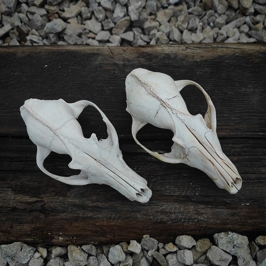 Fox Skulls - Etsy