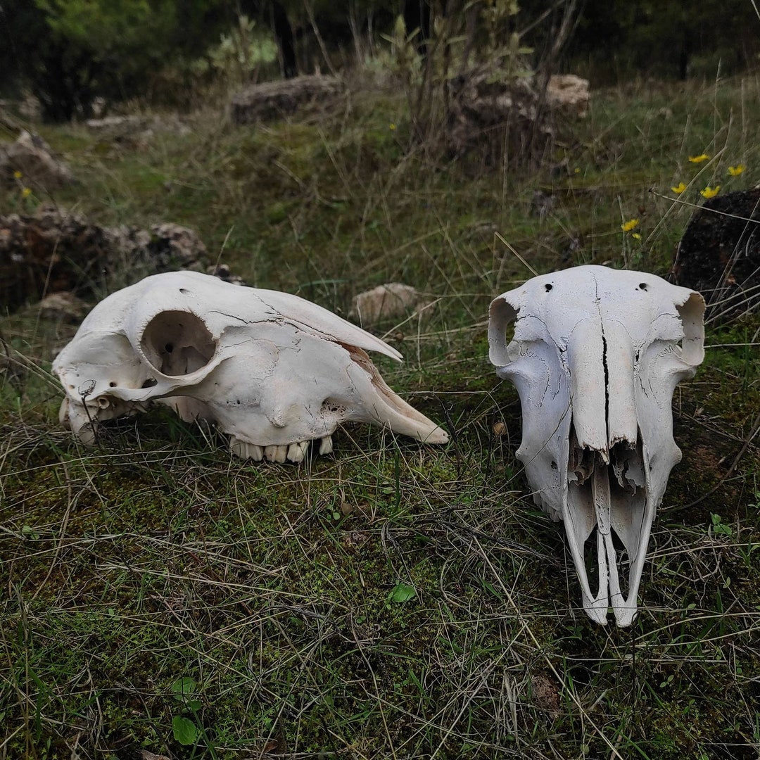 Sheep Skulls - Etsy UK