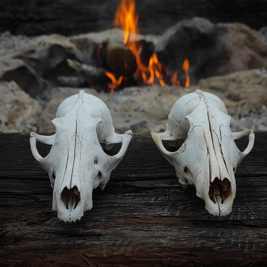 Fox Skulls - Etsy