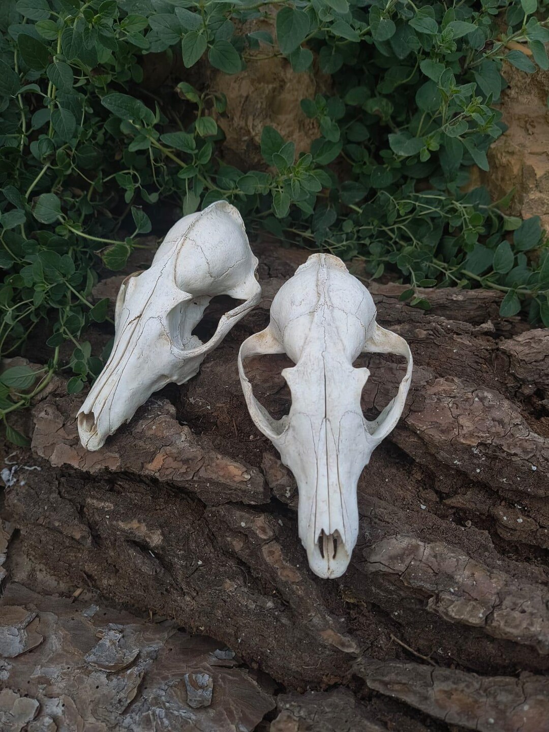 Fox Skulls - Etsy