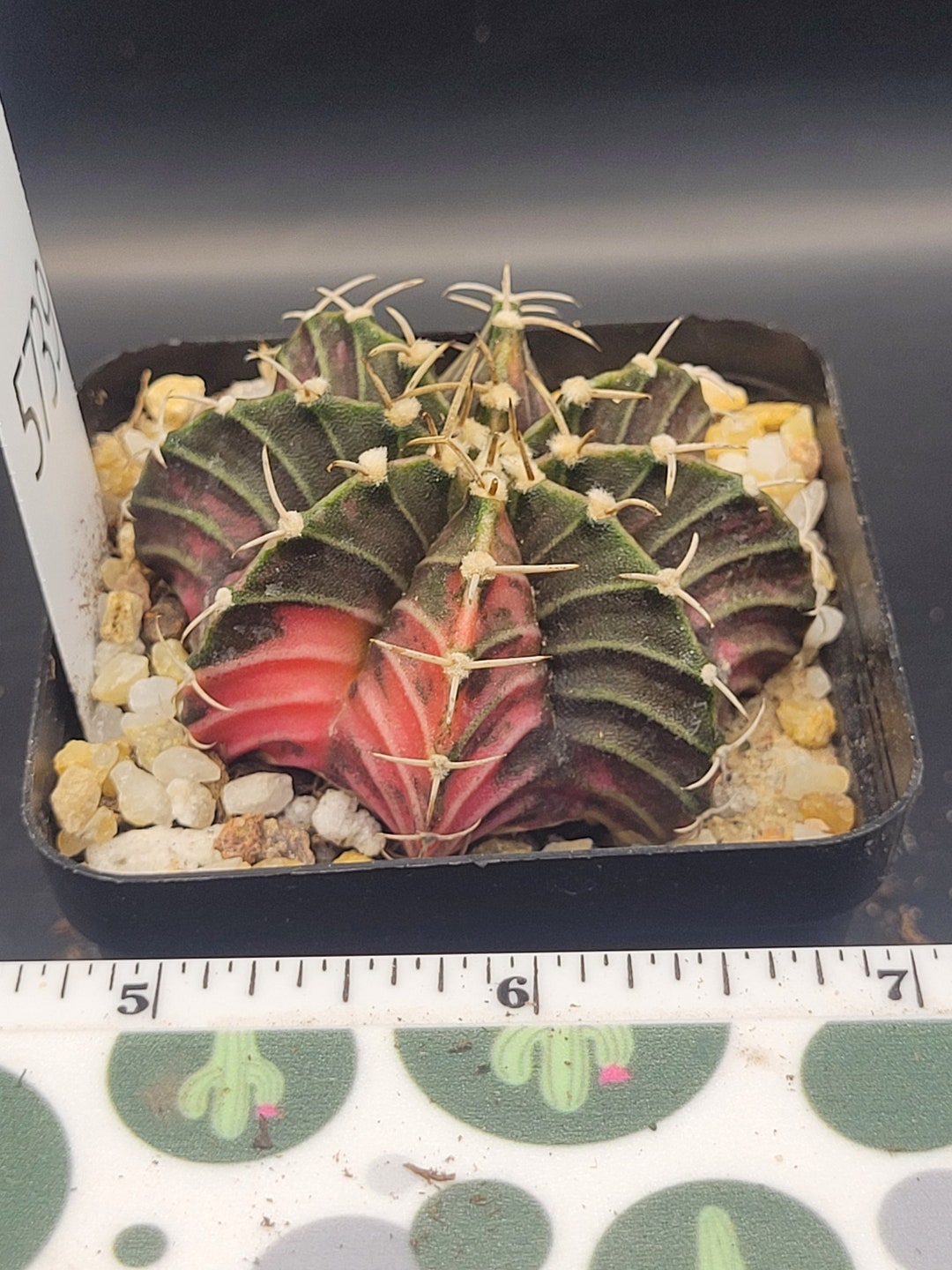 Gymnocalycium Mihanovichii Turtle Bite Variegation Variegated Cactus ...
